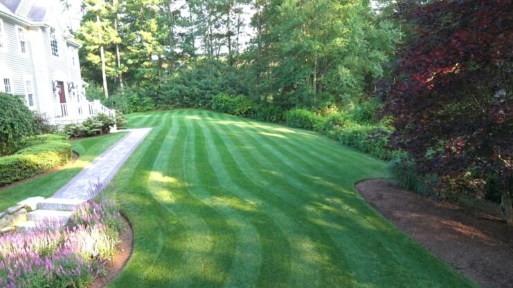 How To Get Rid Of Mushrooms in Lawns and Yard - Eliminate Fungi Easily!