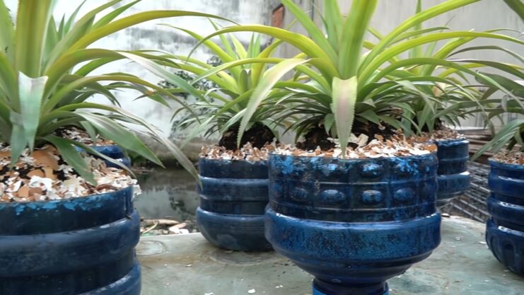 The Meaning Behind the Upside-Down Pineapple: More Than Just a Trend