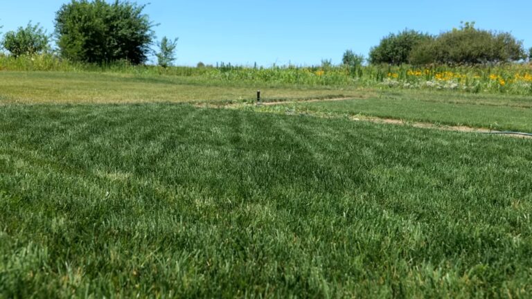 Perennial Ryegrass Vs Tall Fescue: What’s Better For My Lawn?